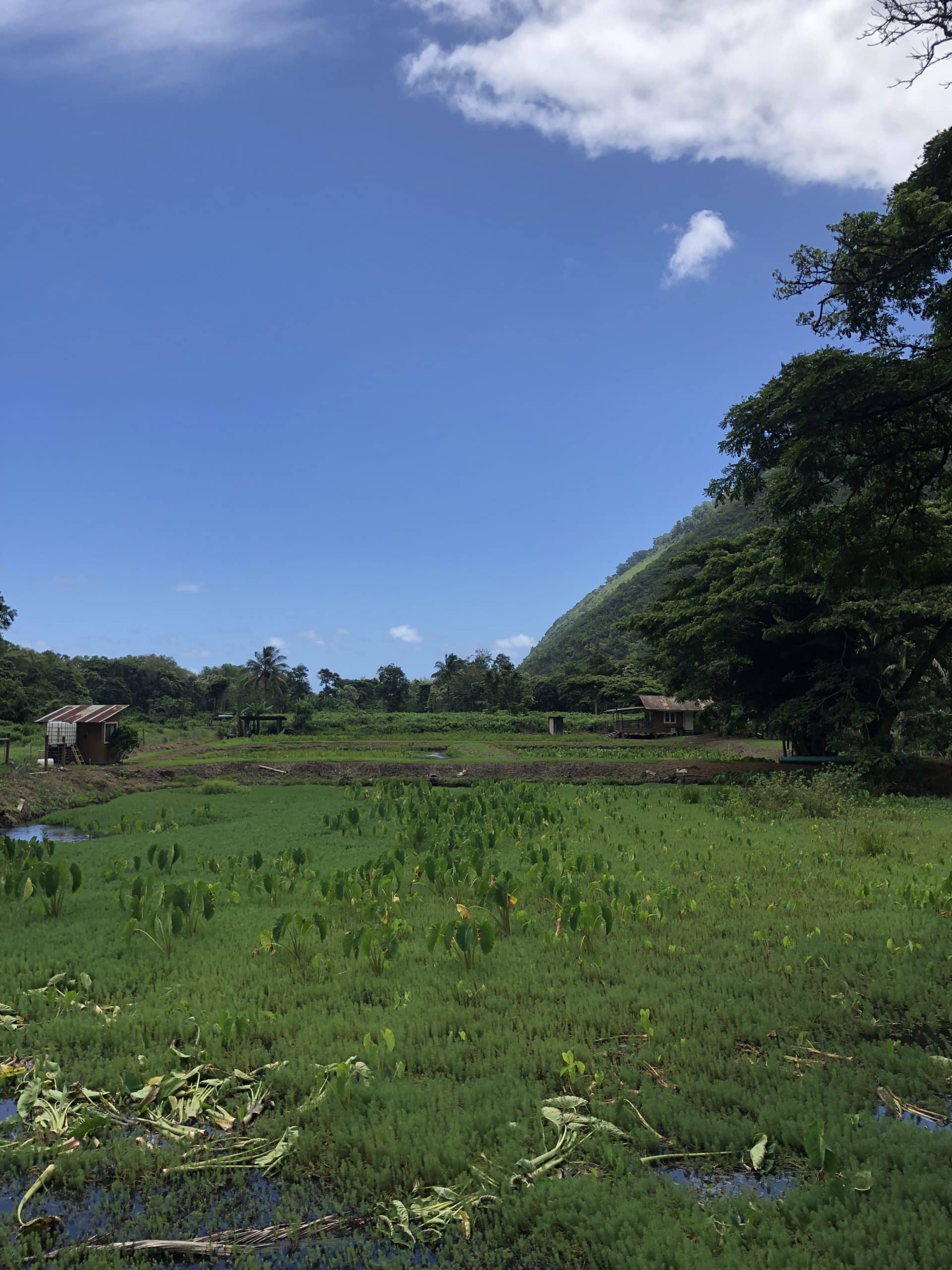 Waipo Valley Overlook- One of the Big Island's Best Views - bigisland.org