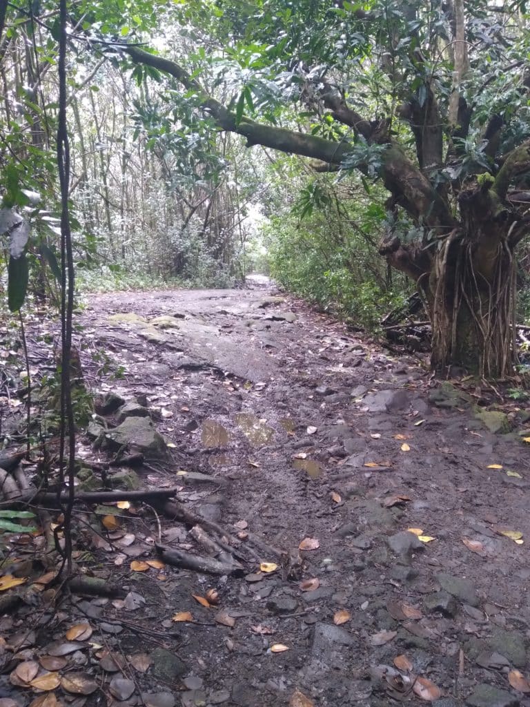 Shipman Beach Hike: Deep Jungle and White Sand, Ancient Ruins and ...