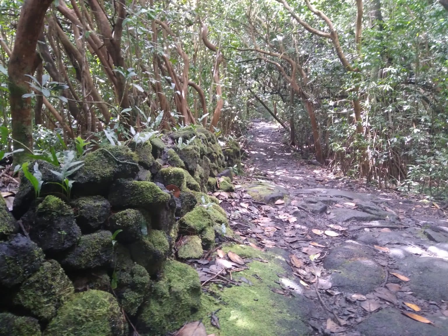Shipman Beach Hike: Deep Jungle and White Sand, Ancient Ruins and ...