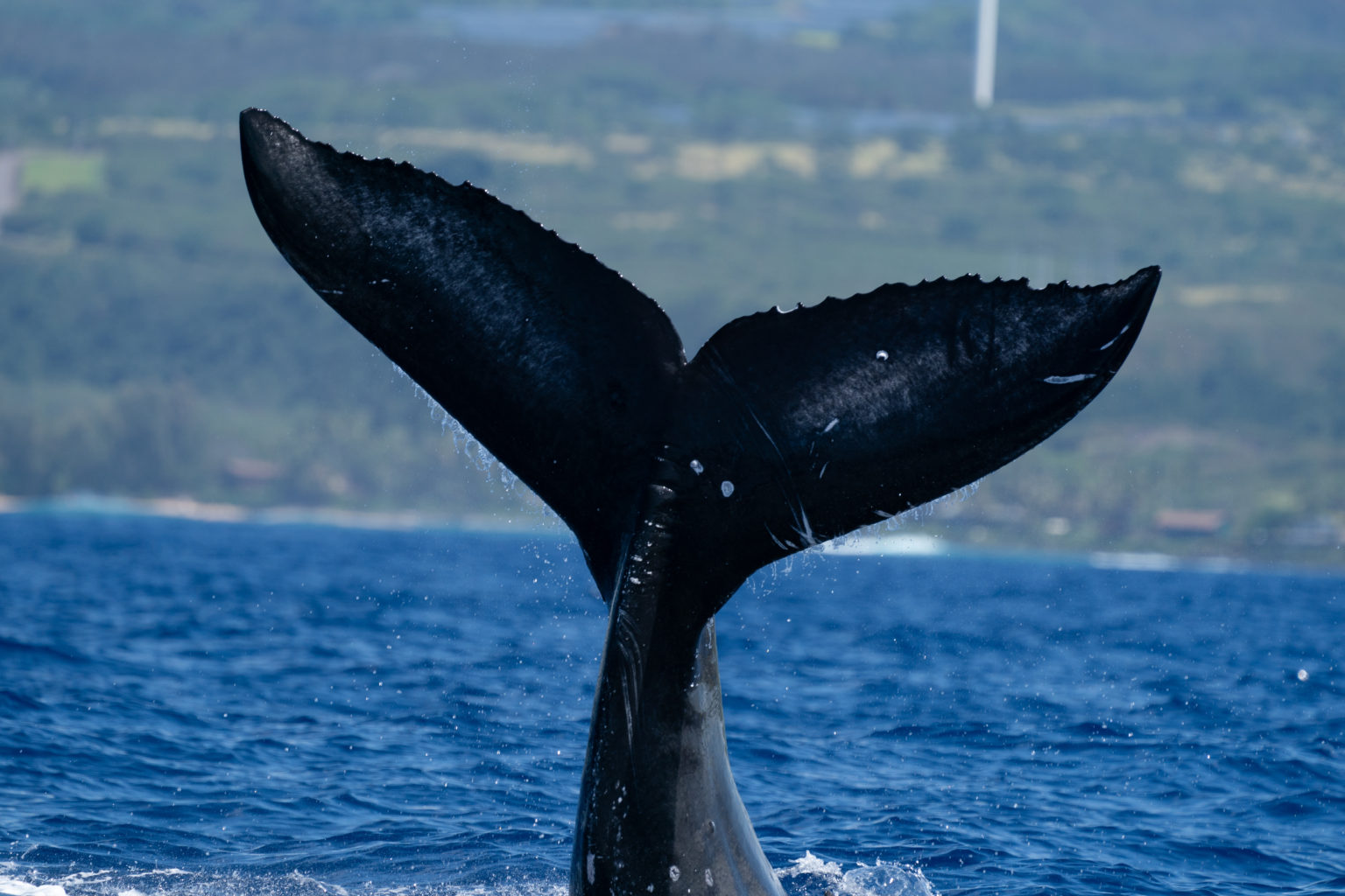 The Best Places to Go Whale Watching on The Big Island of Hawaii ...