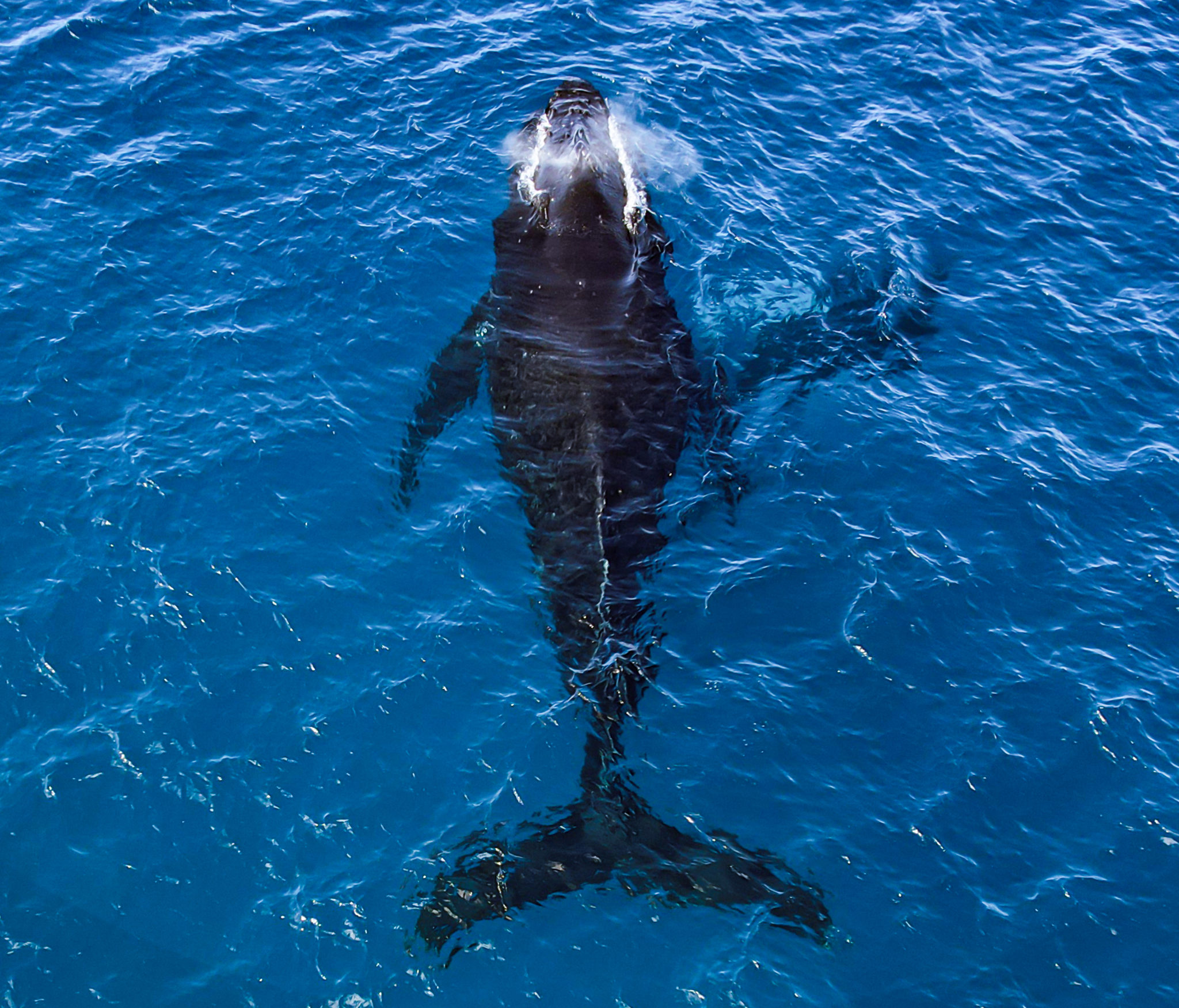 The Best Places to Go Whale Watching on The Big Island of Hawaii ...