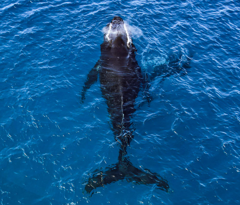 The Best Places to Go Whale Watching on The Big Island of Hawaii ...