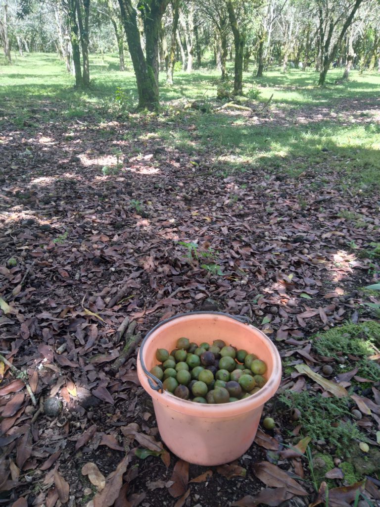 The History of Big Island Macadamia Nuts: The Long-Lived Bush Trees ...