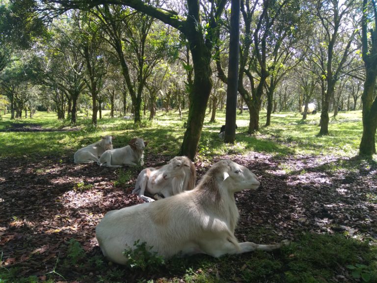 The History of Big Island Macadamia Nuts: The Long-Lived Bush Trees ...