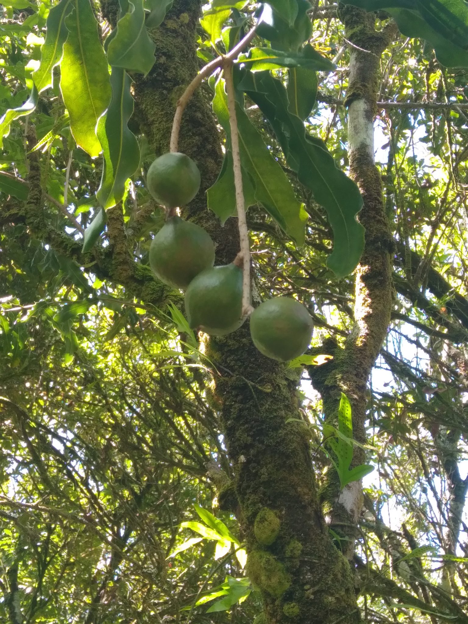 The History of Big Island Macadamia Nuts: The Long-Lived Bush Trees ...