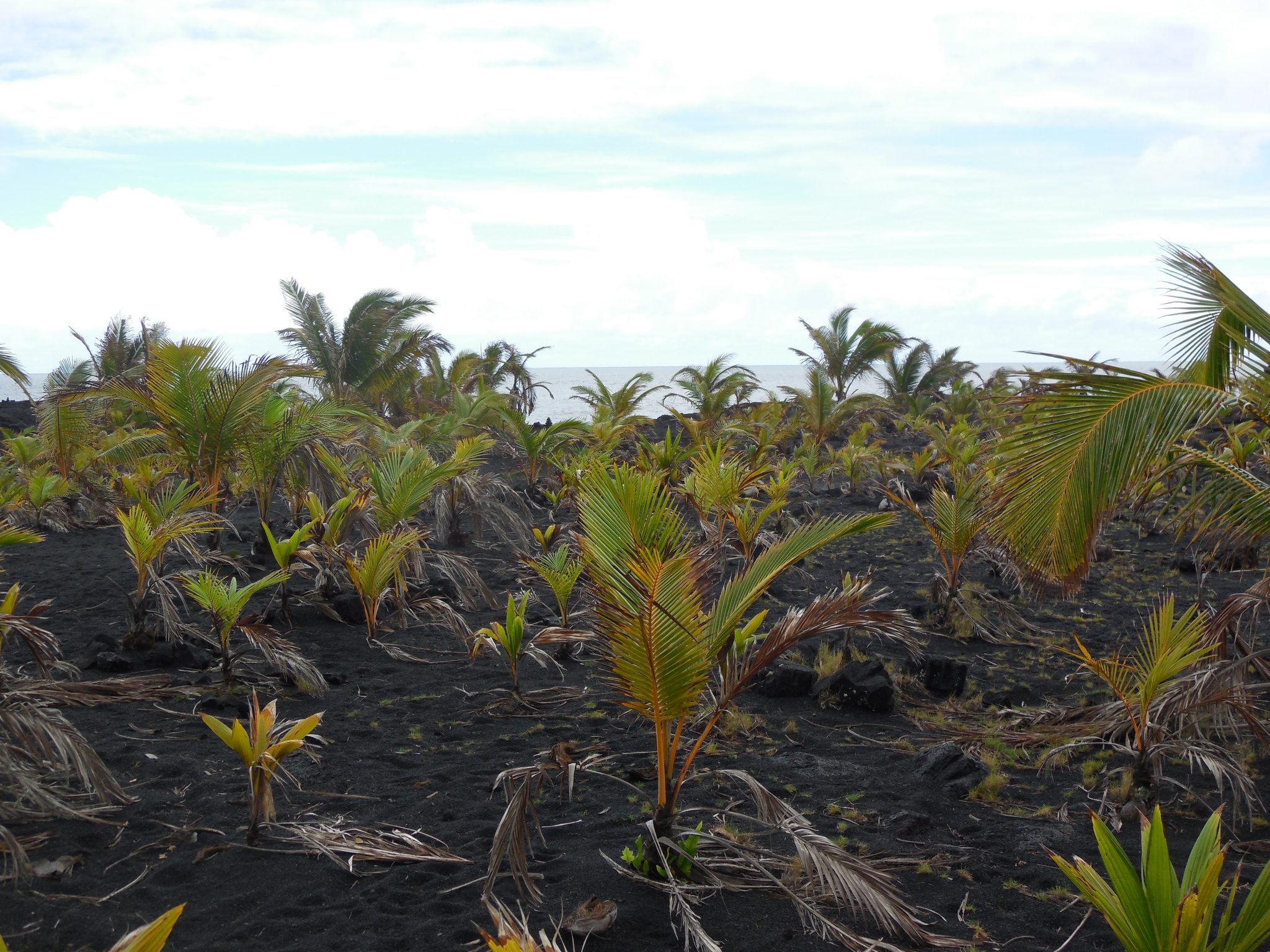 Kaimu Black Sand Beach – A Short Hike Across 30-Year-Old Lavafield ...